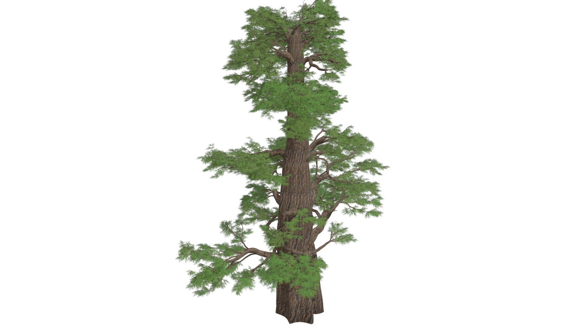 Western Juniper Tree #07 - Buy Royalty Free 3D model by meshshape ...