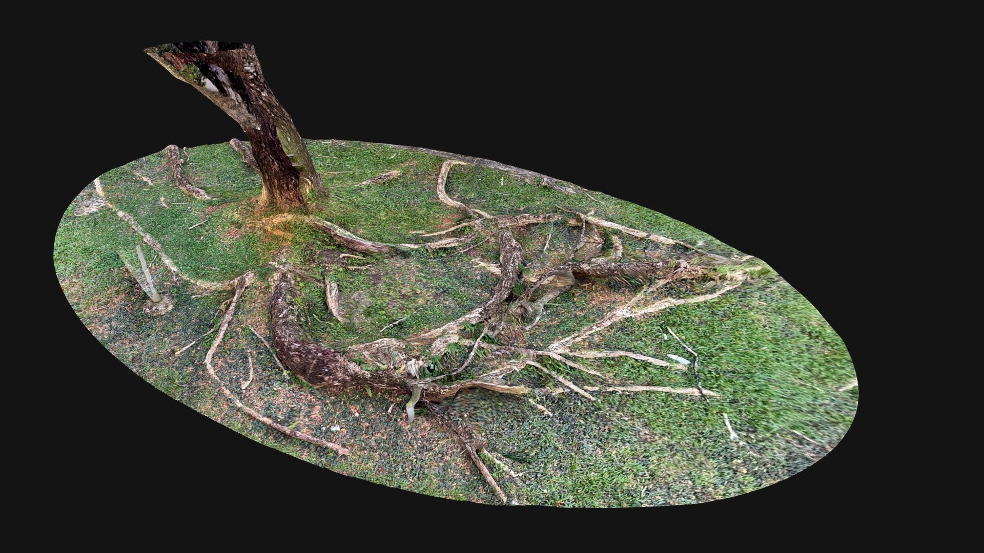Raintree Surface Roots 2 (Scaniverse) - Download Free 3D model by JFN ...