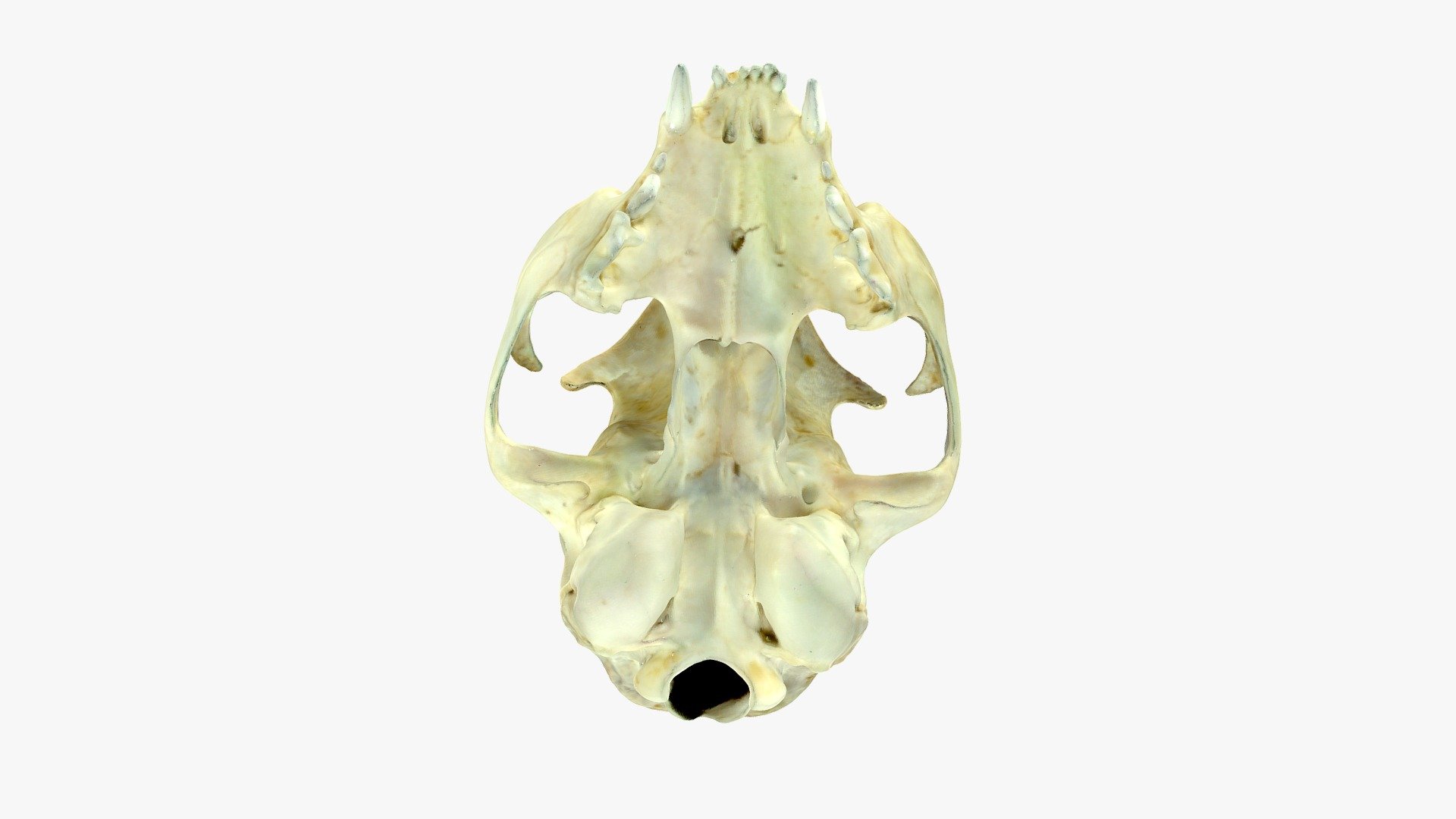 Feline Cranium - Annotated- Ventral Structures - 3D model by rvcanatomy ...