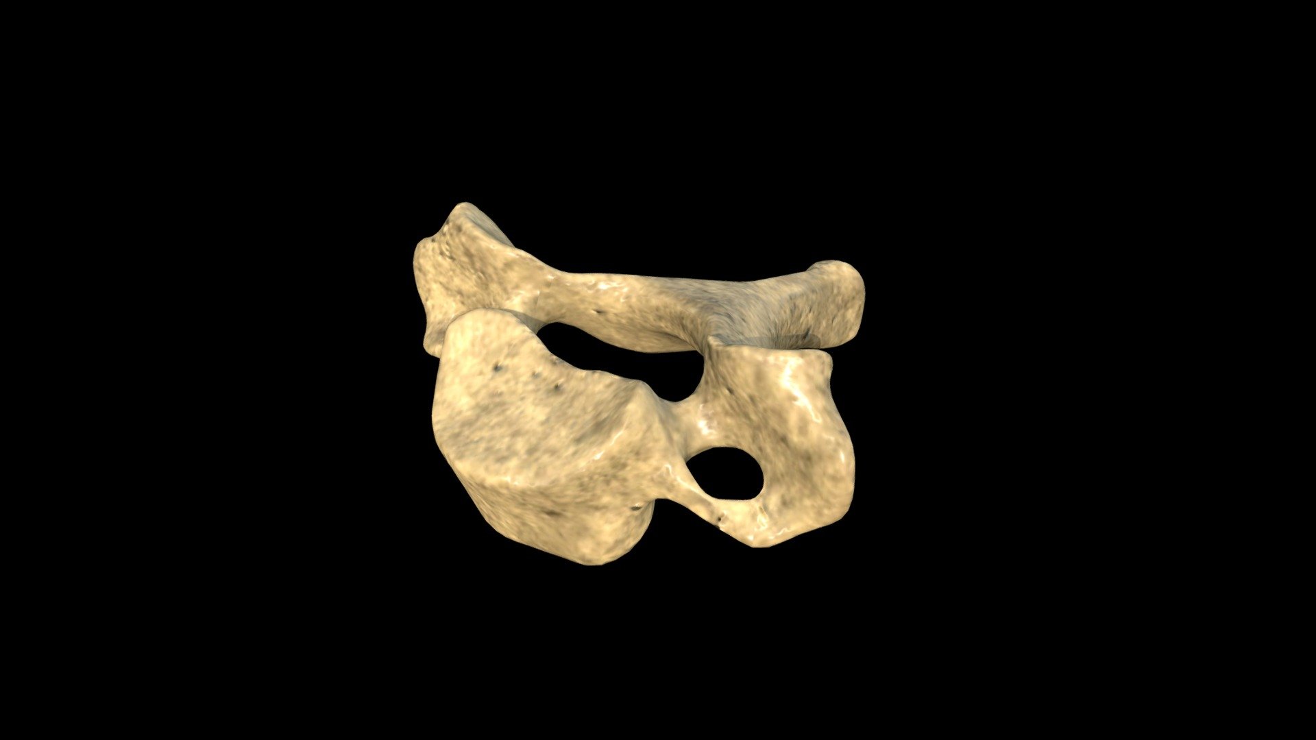 Anatomy of Human Cervical Vertebra (C7) + labels - 3D model by Friso ...