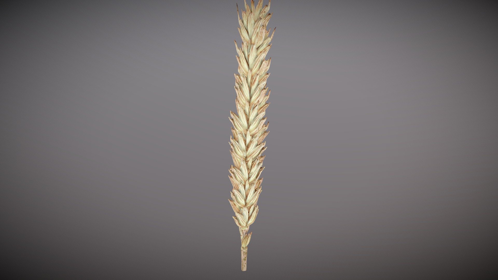 Ear of corn - Buy Royalty Free 3D model by blackfirefilms [316190b ...