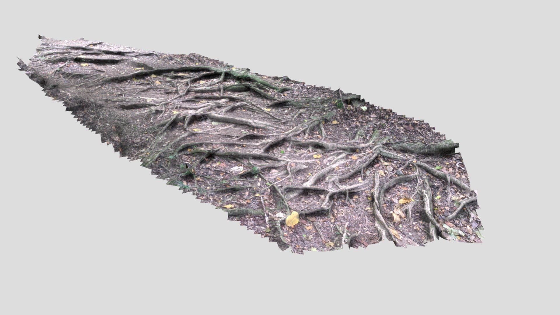 Roots_path - Download Free 3D model by Maxim.O [3167252] - Sketchfab