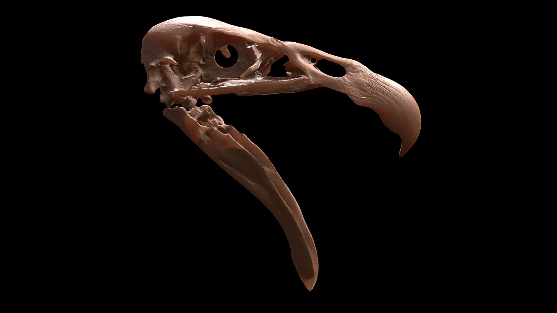 Condor skull - 3D model by jhdoyle [316a11f] - Sketchfab