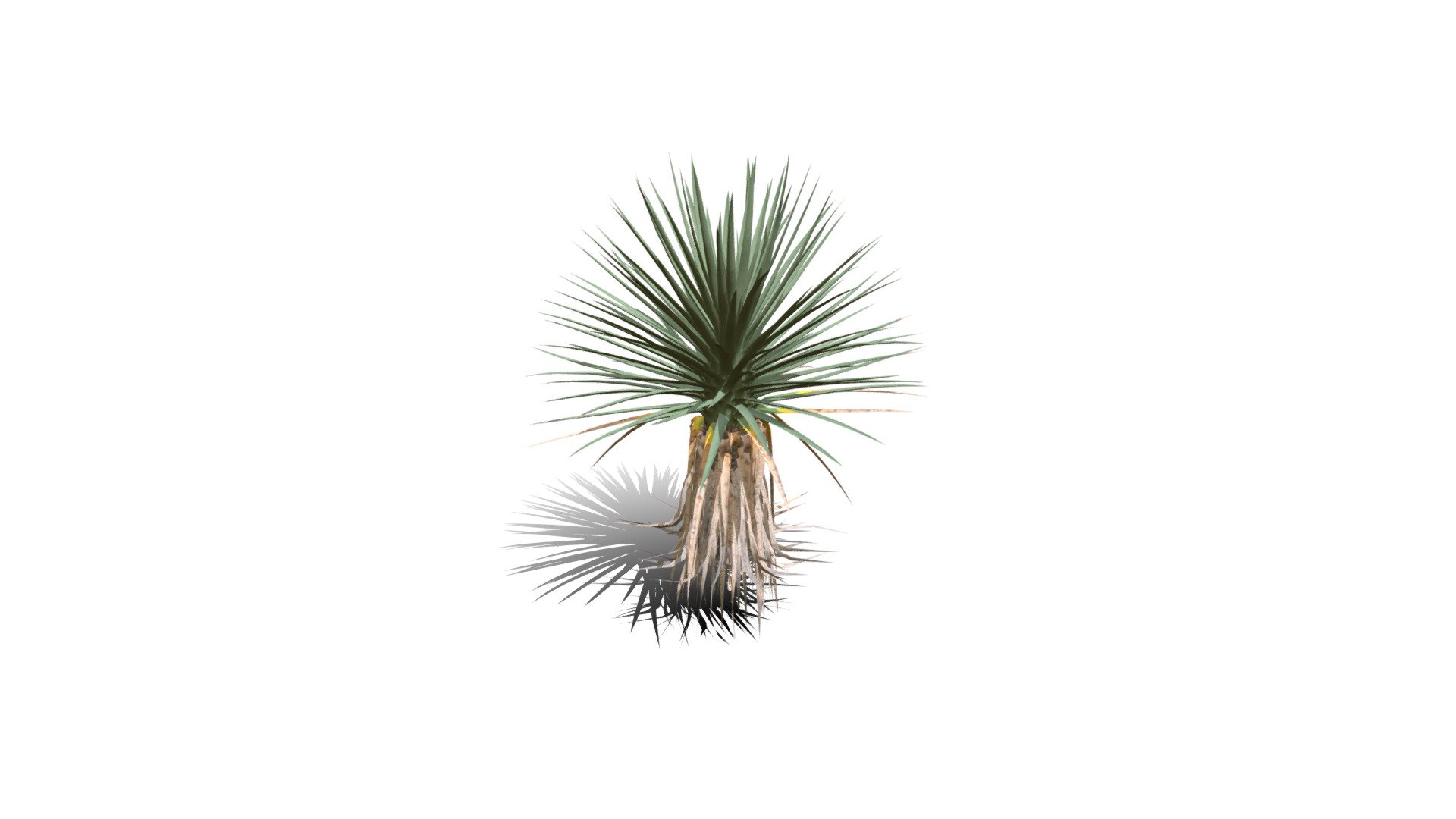 Realistic HD Joshua tree (26/30) - Download Free 3D model by ...