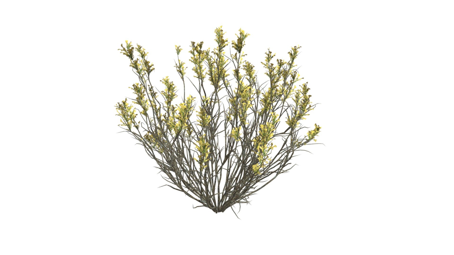 Broom Snakeweed with Flowers #02 - Buy Royalty Free 3D model by ...