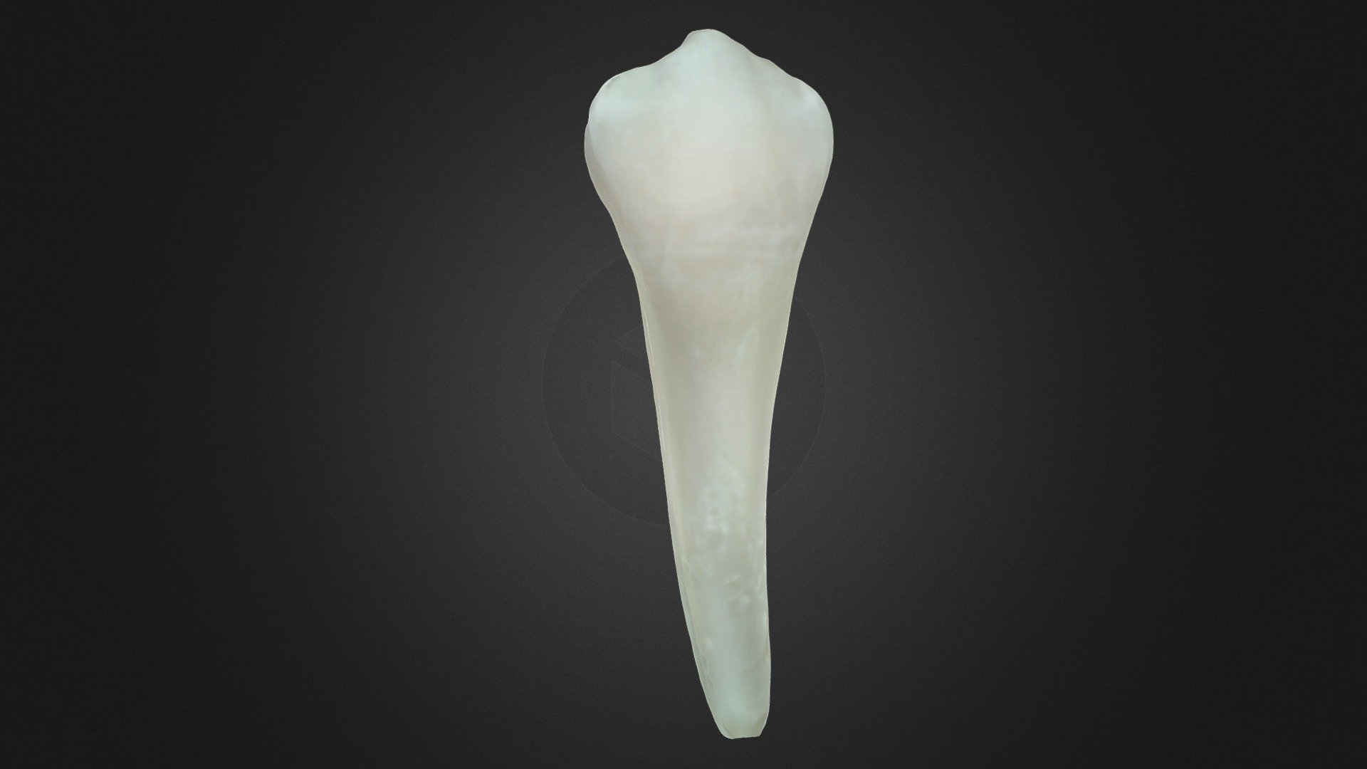 Dente 34 - Lower Left First Premolar (ID 34a) - Download Free 3D model ...