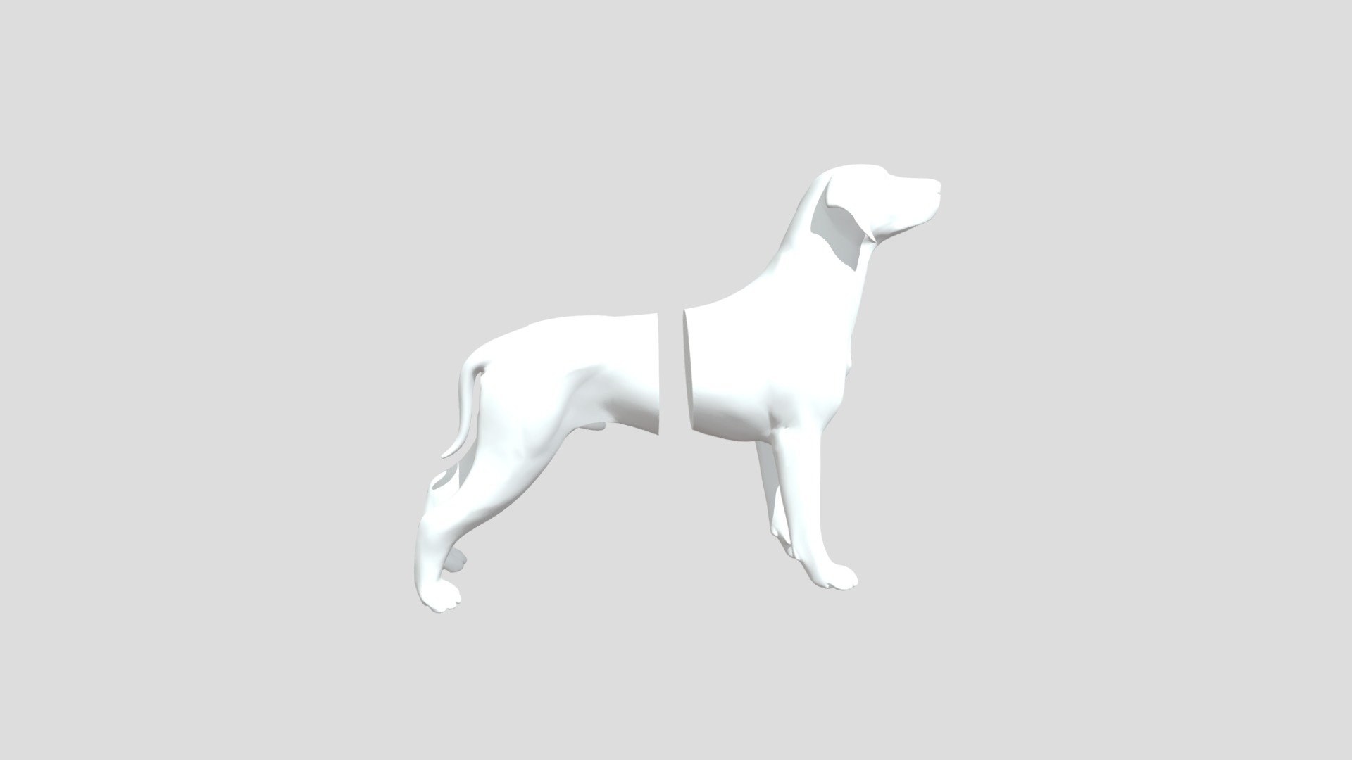 Dog Transverse Plane demo - Download Free 3D model by UoN SVMS Centre ...