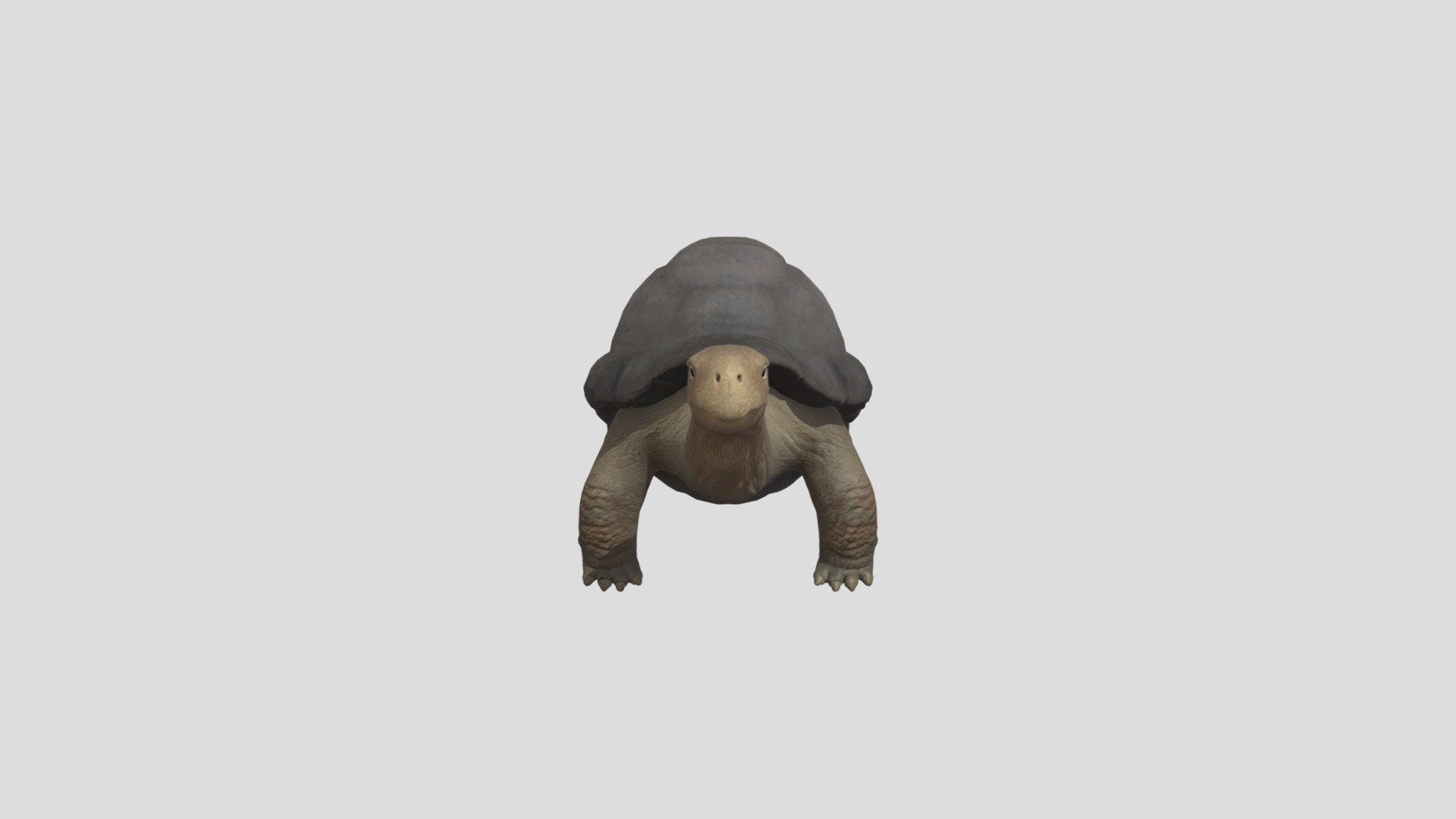 Tortoise - Download Free 3D model by Jorge.Franco.Pena [3180911 ...