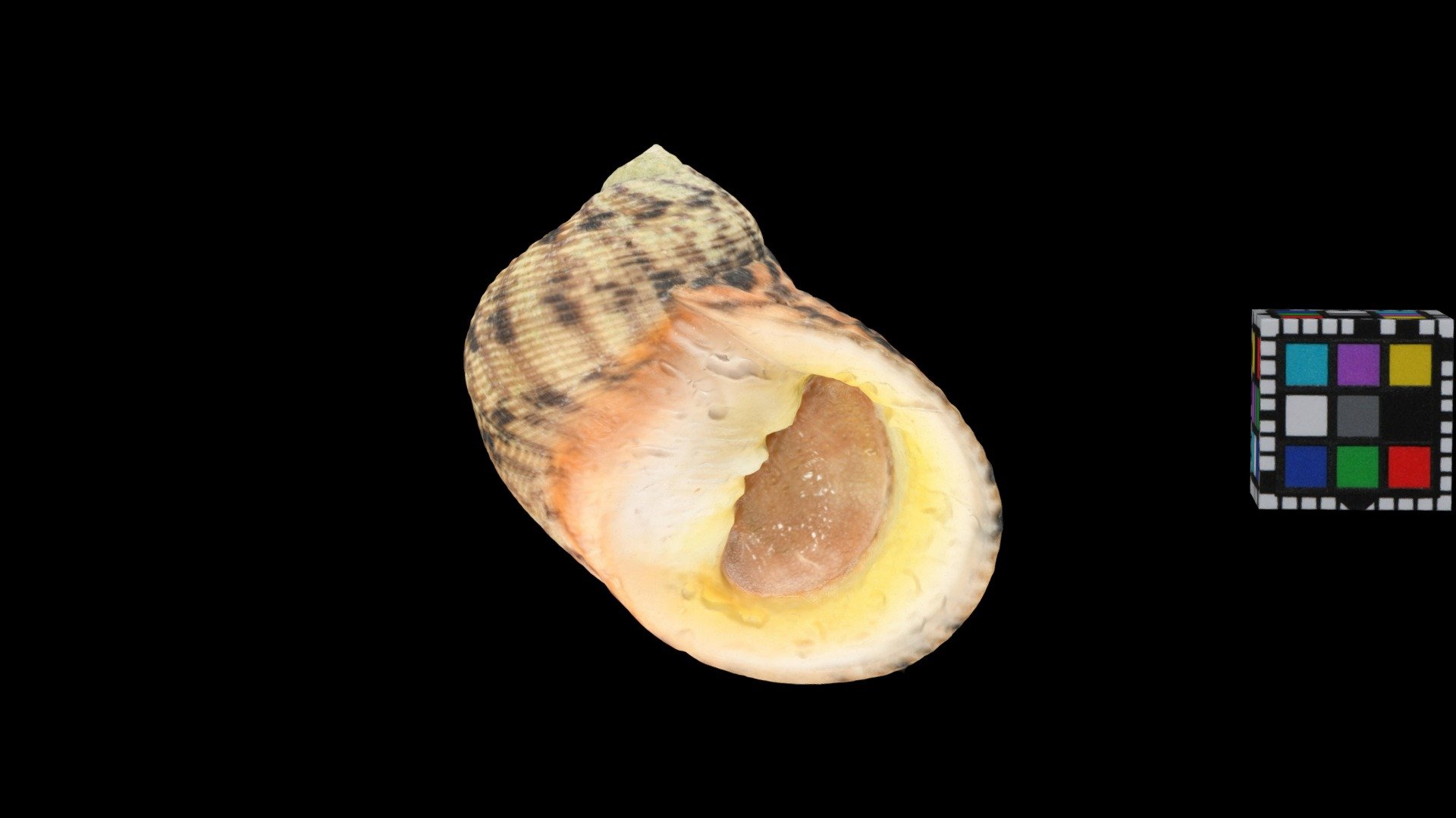 CC0 アラスジアマオブネ？ 🐚 Waved Nerite, Nerita undata - Download Free 3D model by ffish.asia / floraZia ...