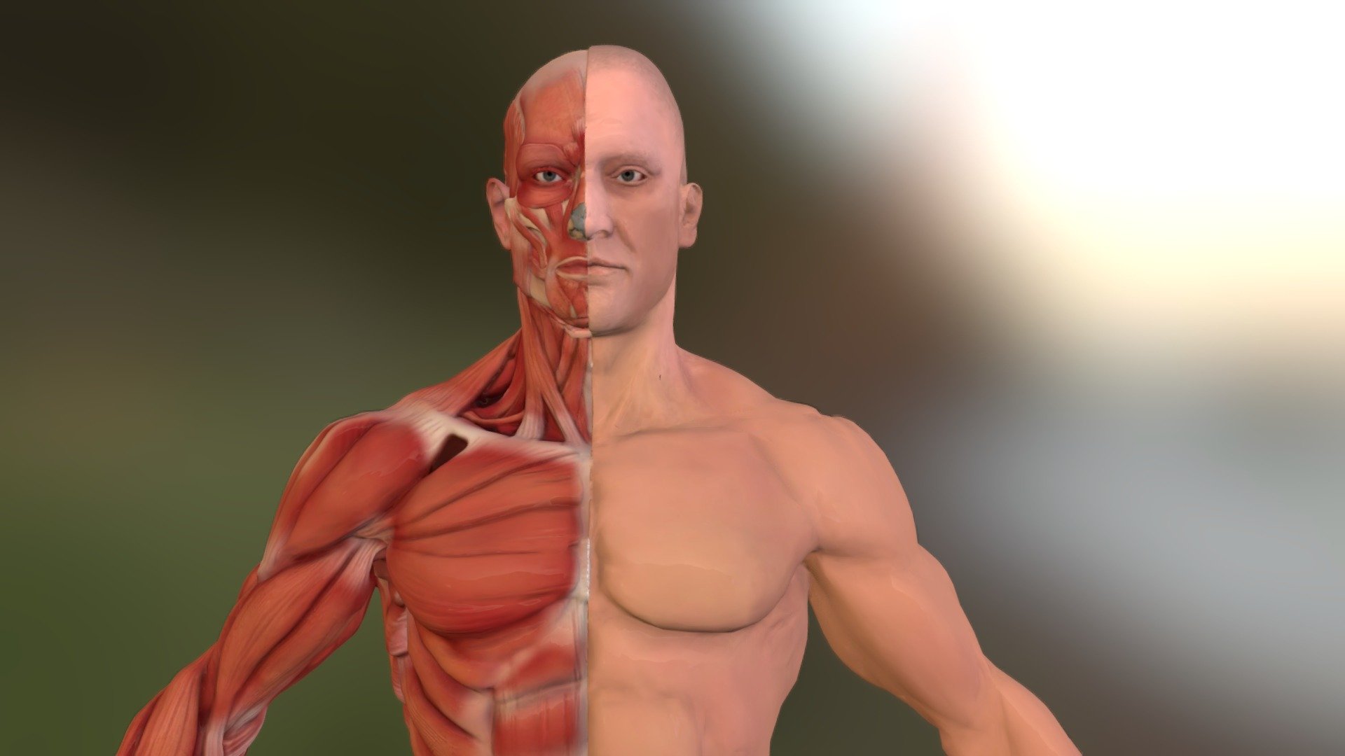 anatomy exercise - Download Free 3D model by verena stabel (@kling ...