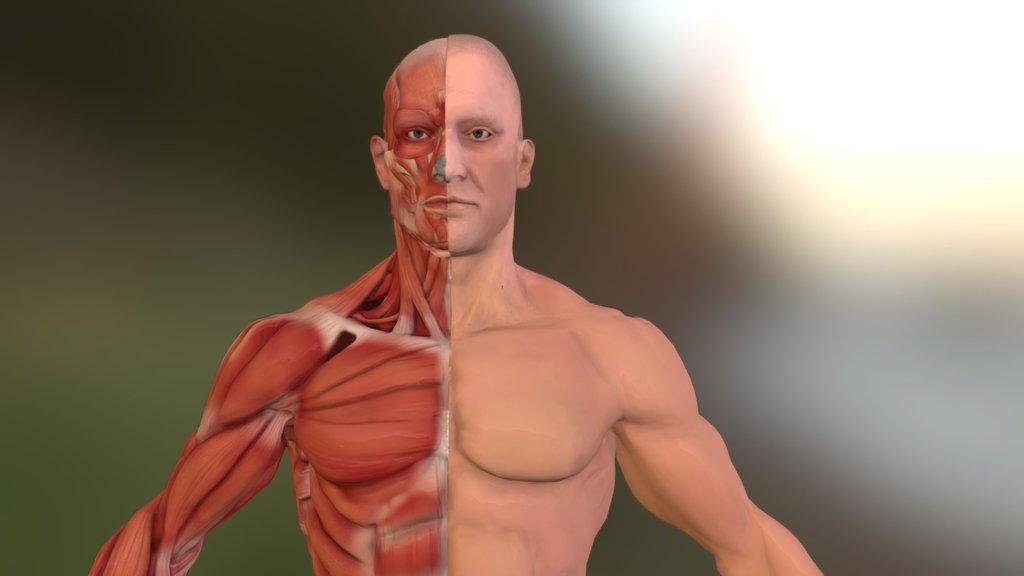Anatomy - A 3D model collection by Pixio (@Pixiooo) - Sketchfab