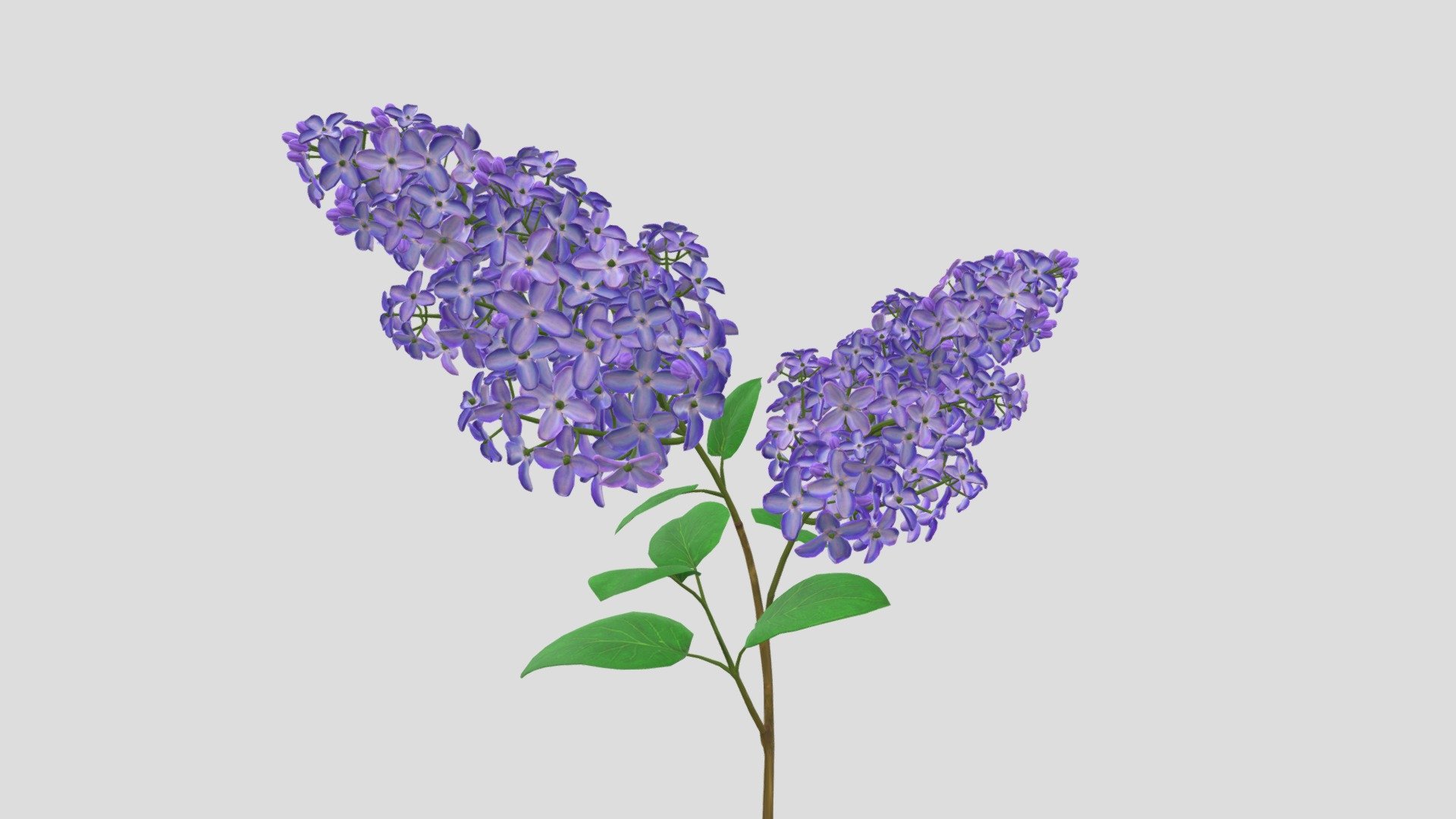 Lilac - 3D model by Augang_tu (@Augnag_tu) [31874a3] - Sketchfab