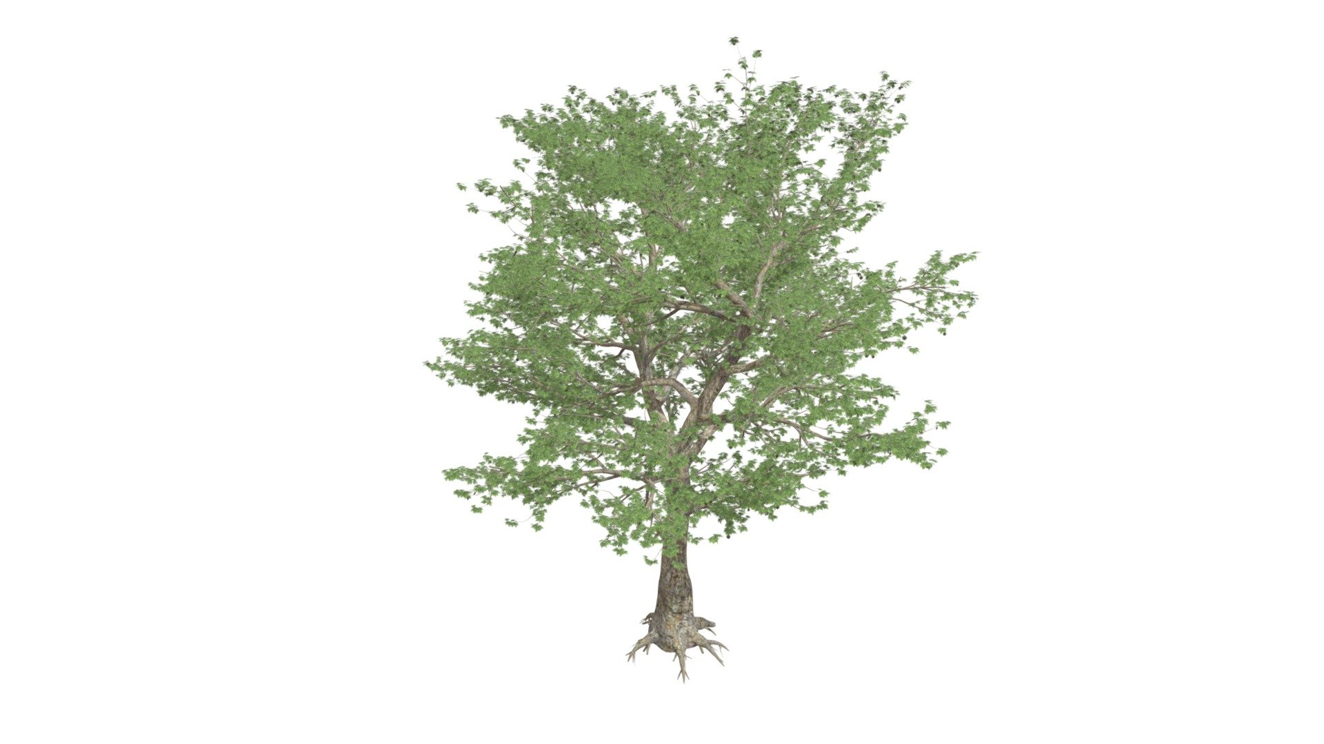 American Sycamore Tree #01 - Buy Royalty Free 3D model by meshshape ...