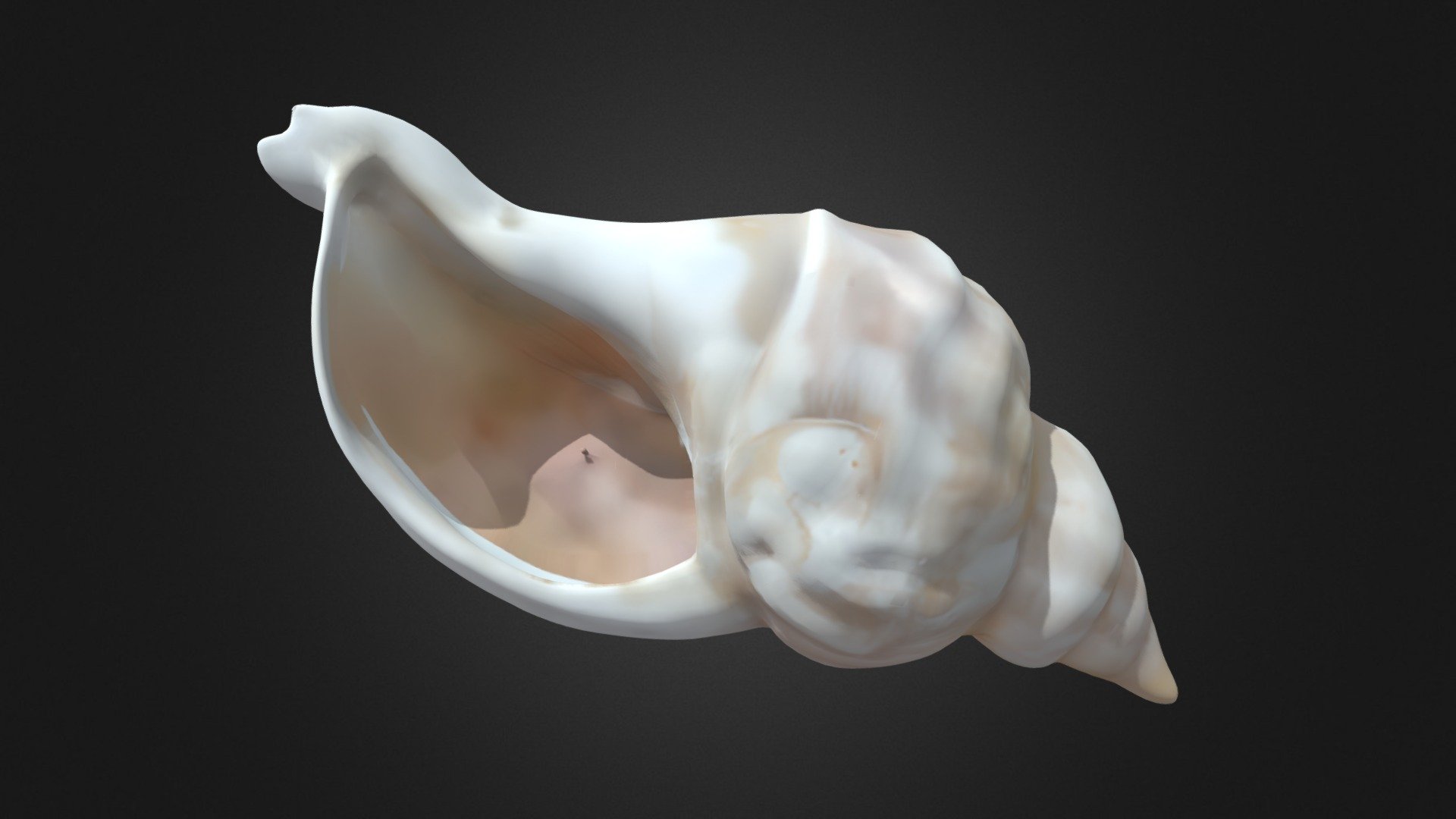 Seashell Conch Spiral Shape - Buy Royalty Free 3D model by Inventive ...