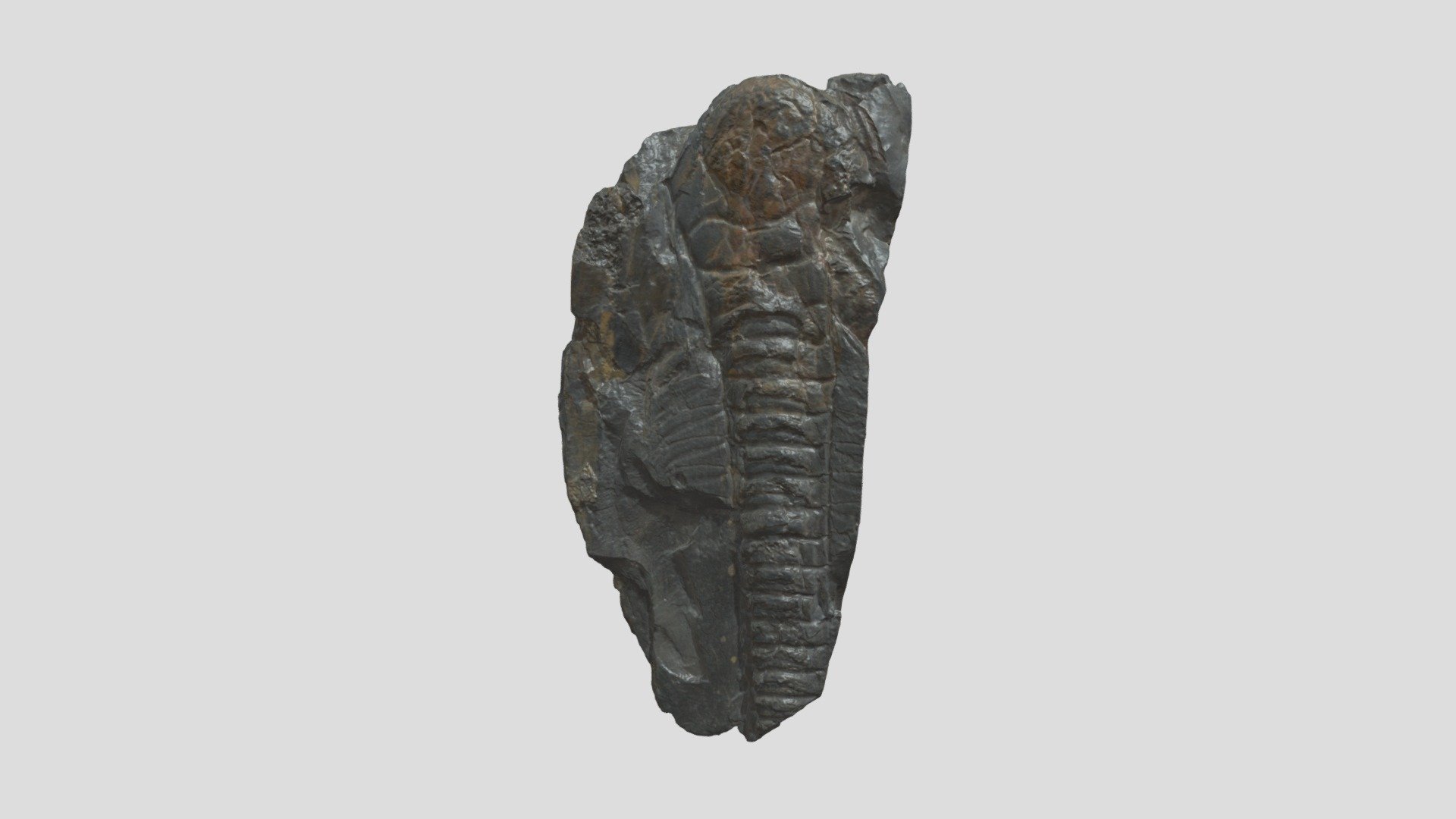 [1407] GSM 10152 Paradoxides davidis 950K Obj - 3D model by 3d Fossils ...