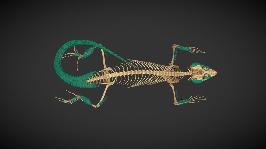 Armored Lizards - A 3D model collection by Blackburn Lab (@ufherps ...