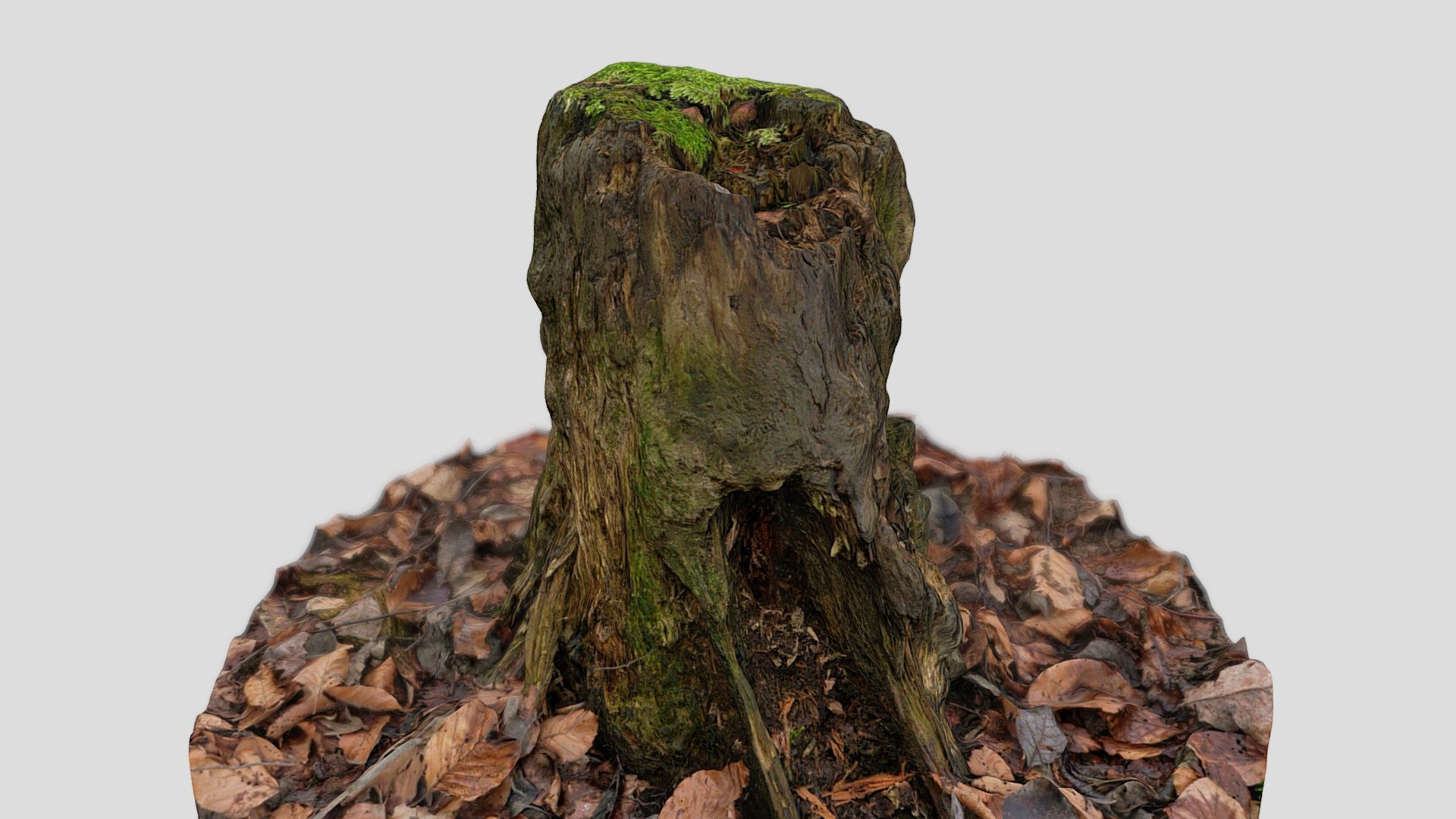 Tree stump scan 8k 040 - Buy Royalty Free 3D model by immerge [3196ad6 ...