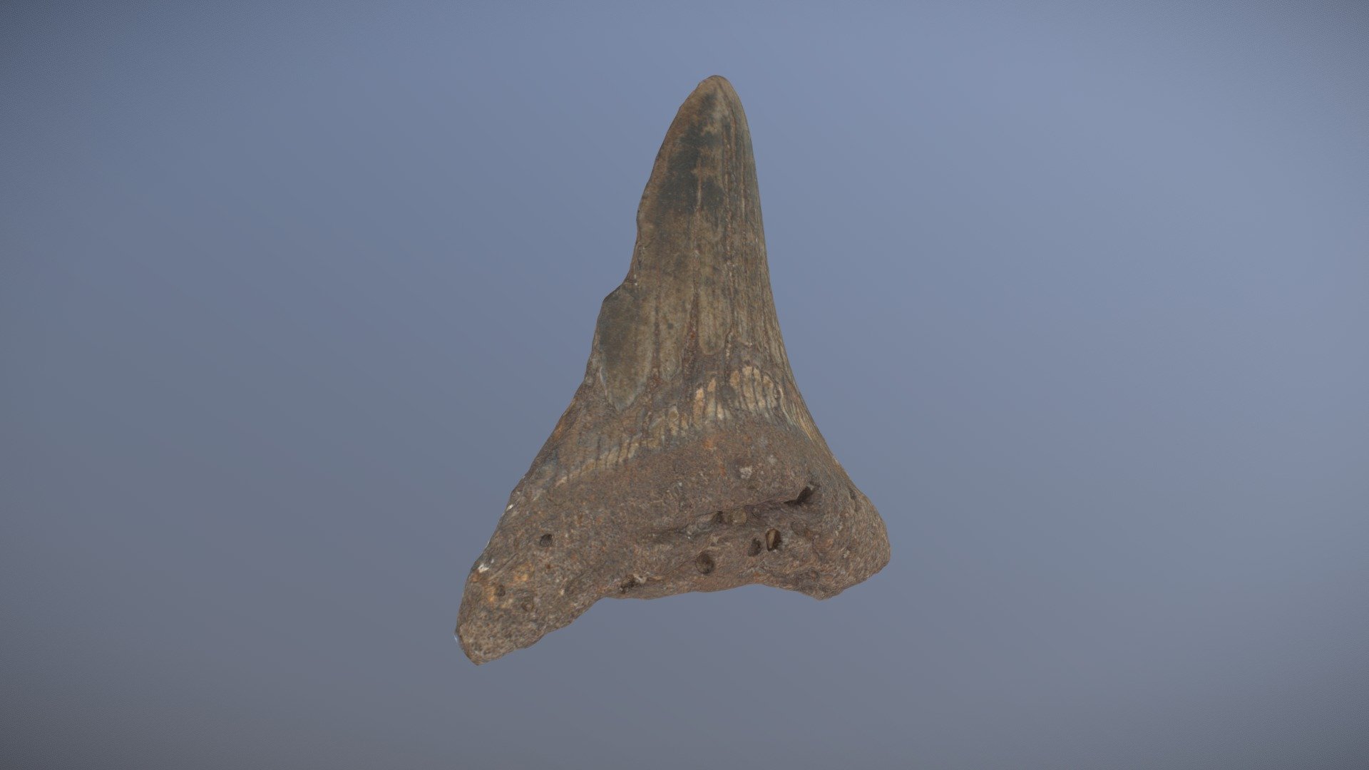 Shark Tooth - 3D model by Peter B. (@tacotormentor) [3198bdd] - Sketchfab