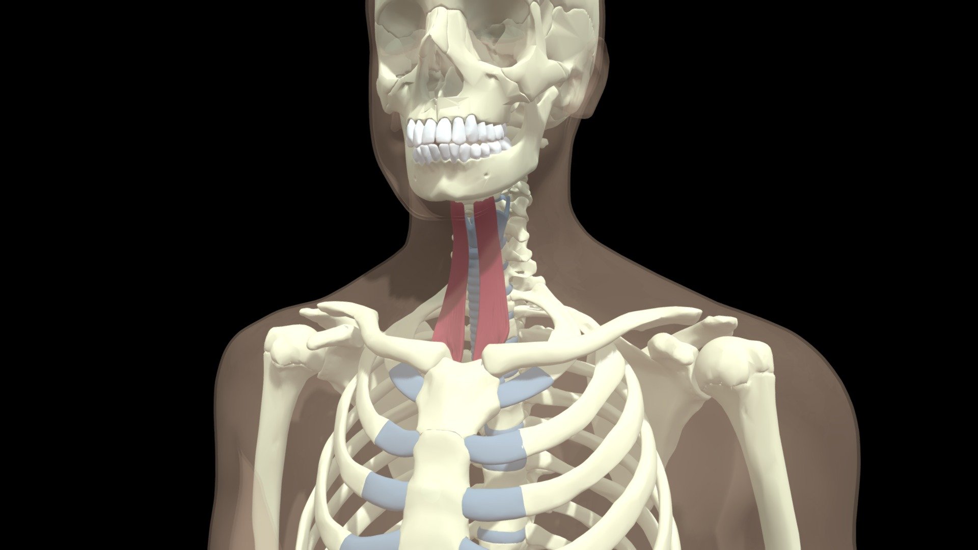 Sternohyoid - Download Free 3D model by Anatomary [319afdd] - Sketchfab