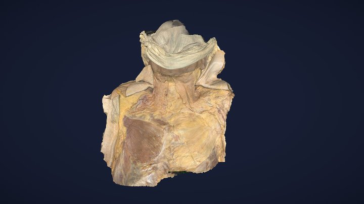 Platysma 3D models - Sketchfab