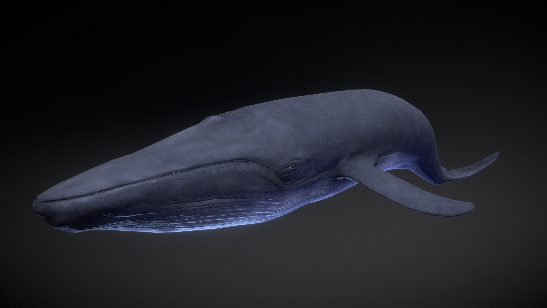 Blue Whale - 3D model by Desk Dragons (@deskdragons) [319f3d3] - Sketchfab