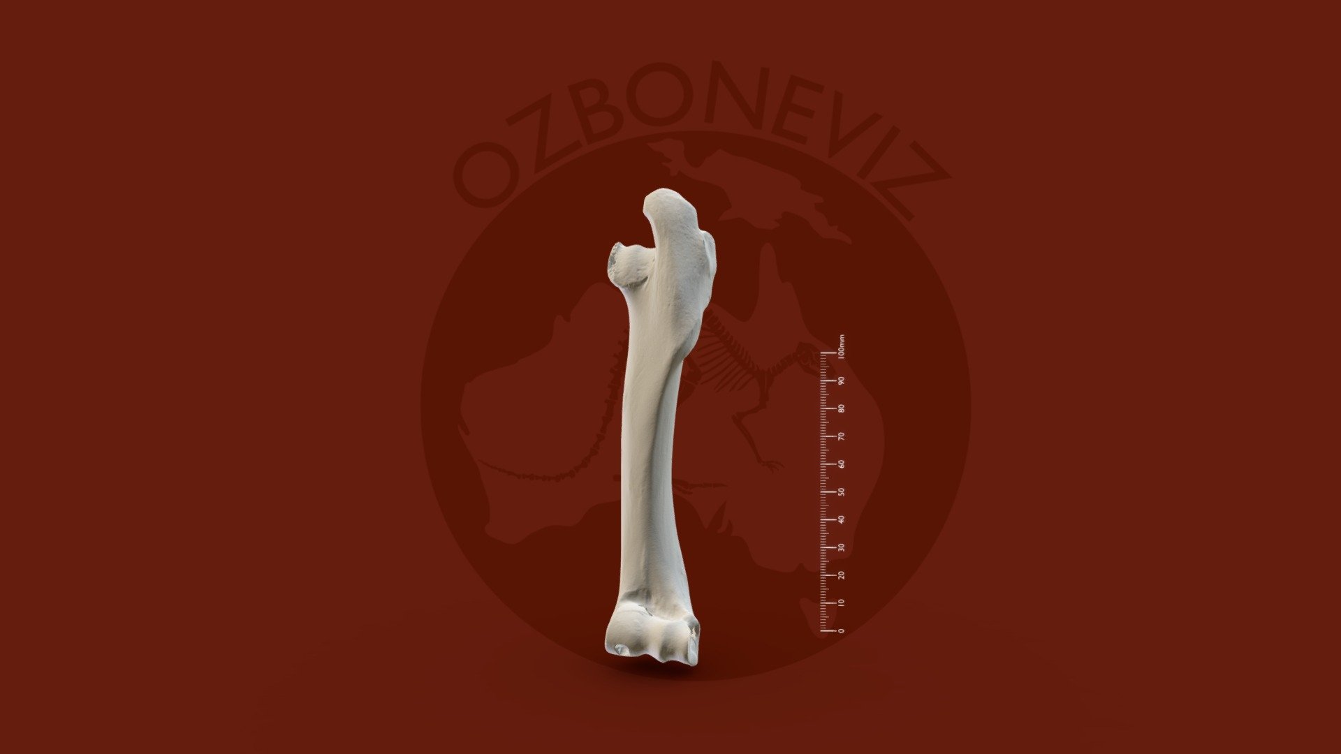 Domestic goat humerus - 3D model by Ozboneviz [31a734f] - Sketchfab