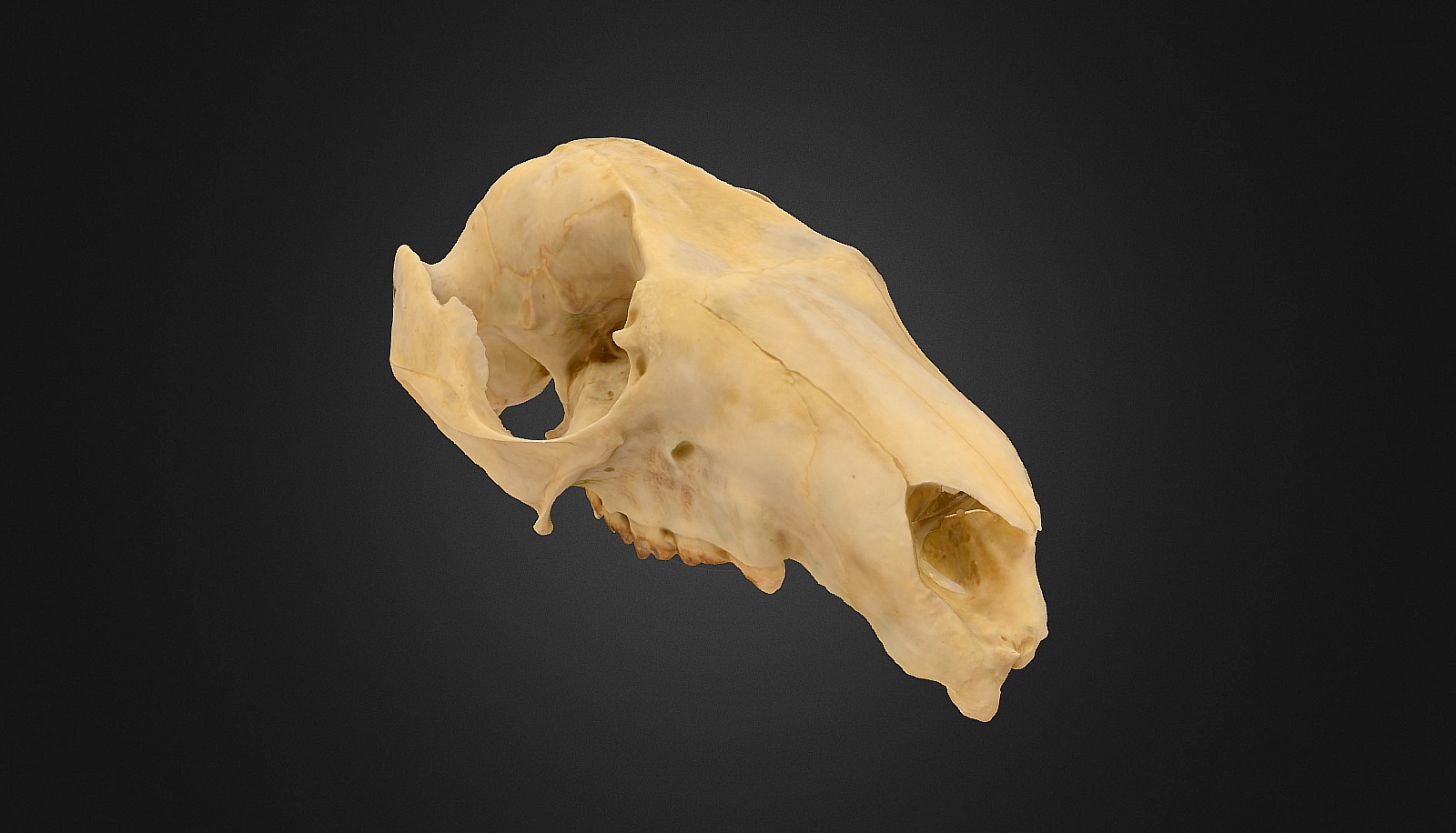 Hare Wallaby Skull - 3D model by Adddy [31b304b] - Sketchfab