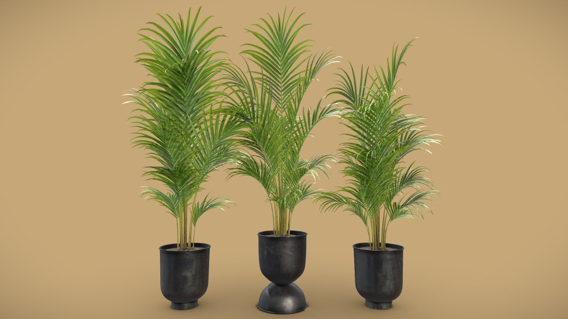 Dypsis Lutescens Set 02 - Areca Palm - Buy Royalty Free 3D model by ...