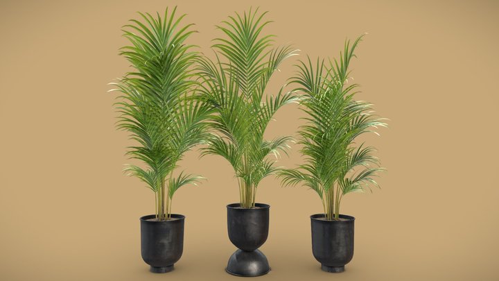 Cane 3D models - Sketchfab