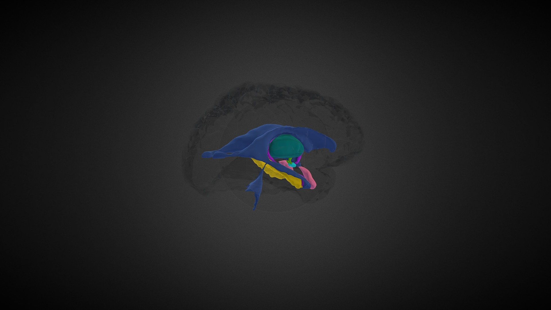 Brain - Limbic System - 3D model by UBC Medicine - Educational Media ...