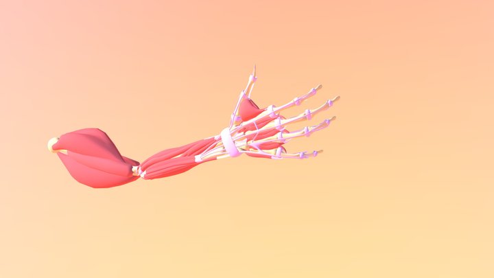 Articulation 3D models - Sketchfab