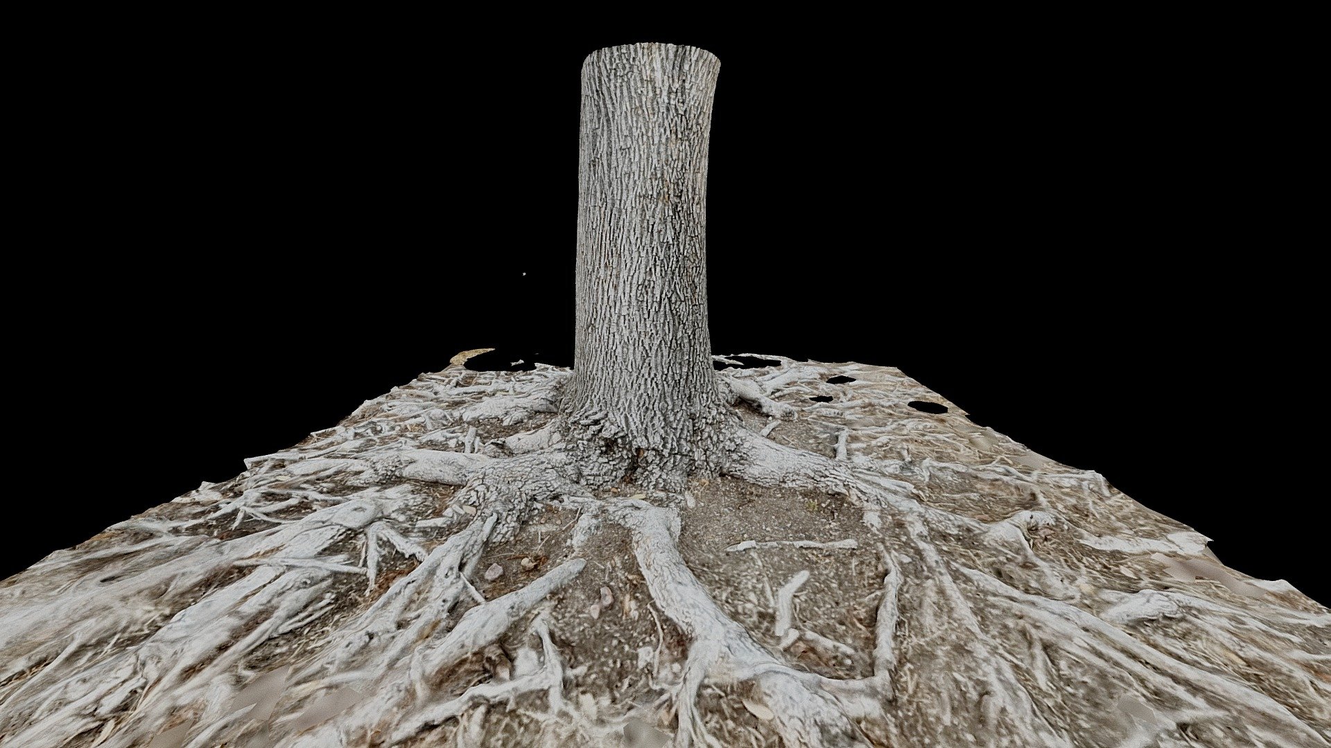 Tree Trunk & Roots Weathered Gray 02 - Download Free 3D model by ...