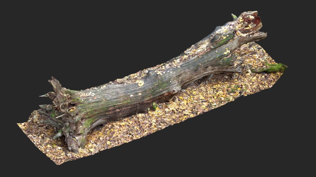 Nature scan - A 3D model collection by Vyacheslav (@slvsv) - Sketchfab