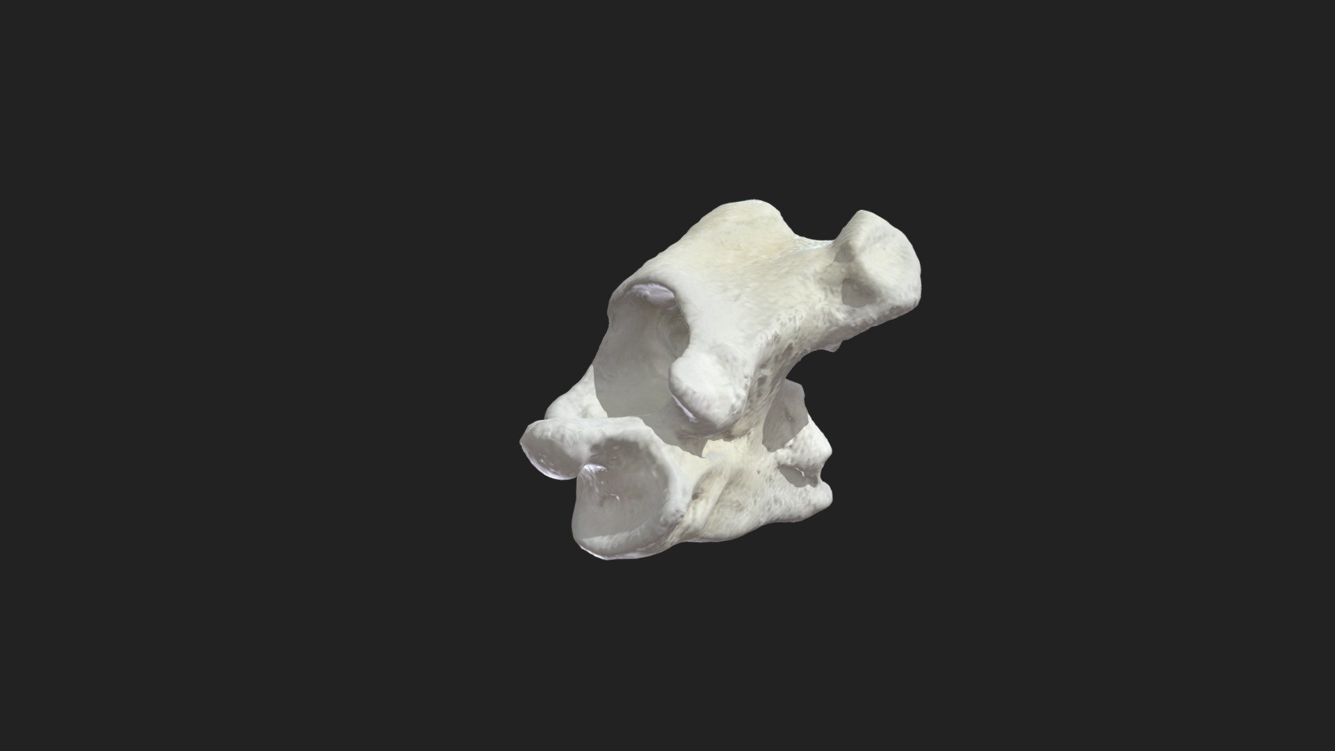 2nd cervical vertebra (axis) chicken - 3D model by vetanatMunich ...