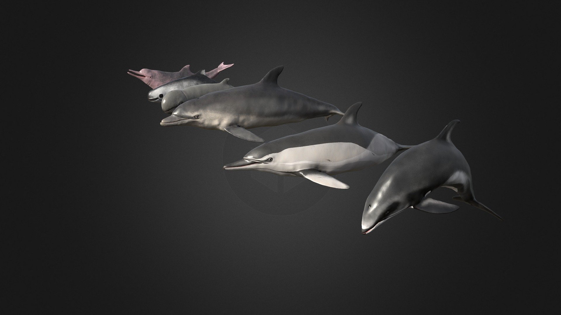 Pack of dolphins - Buy Royalty Free 3D model by Rifat3D [31cc309 ...