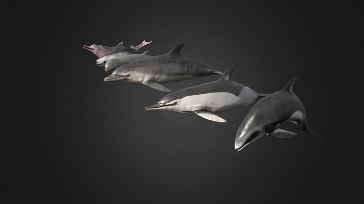 Dolphin 3D models - Sketchfab
