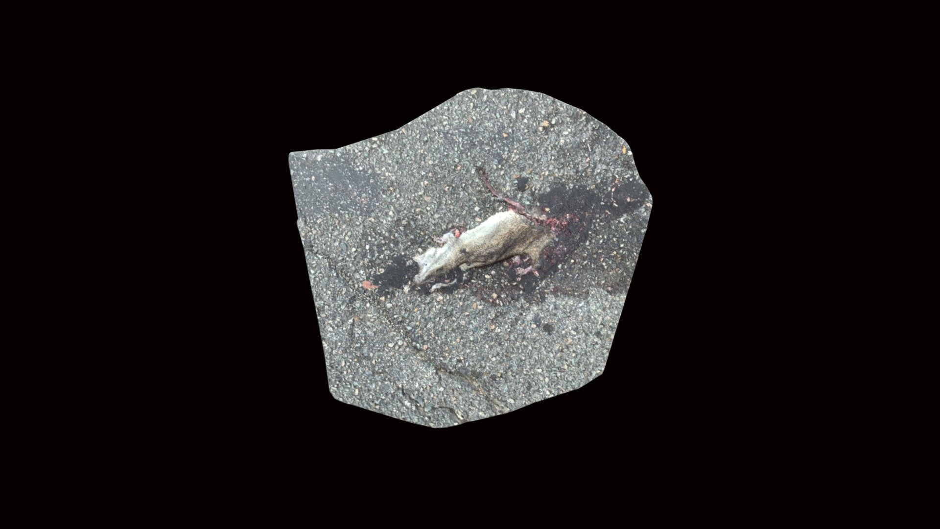 Flat rat (VCU_3D_8021) - 3D model by Virtual Curation Lab ...