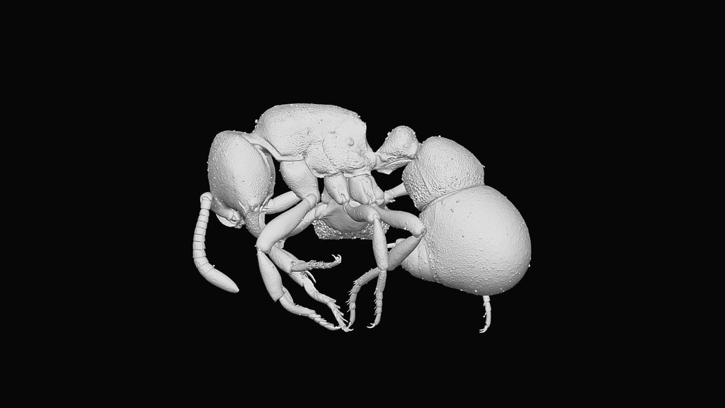 Proceratium - A 3D model collection by Economolab (@arilab) - Sketchfab