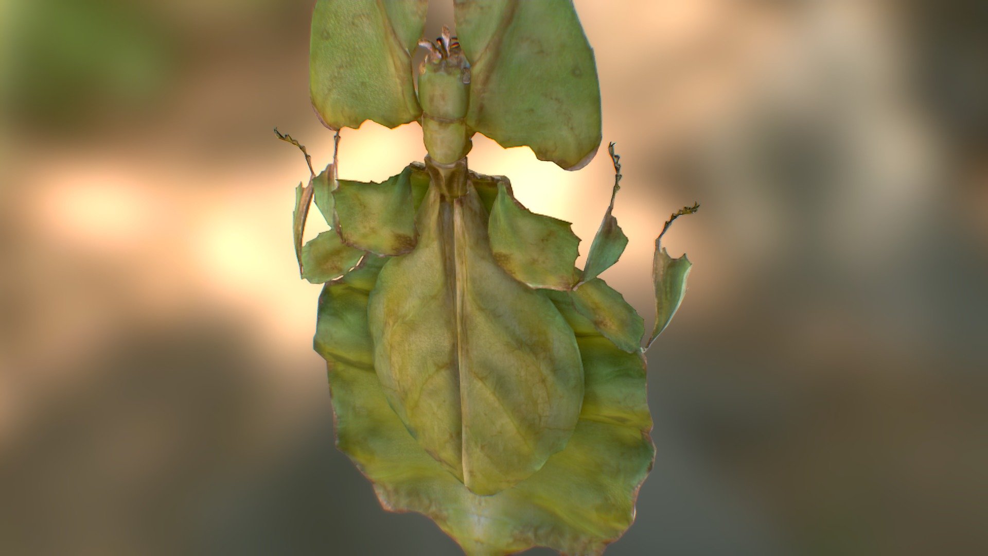 Phylliidae-Leaf insect - Buy Royalty Free 3D model by Boycraft [31d1c10 ...