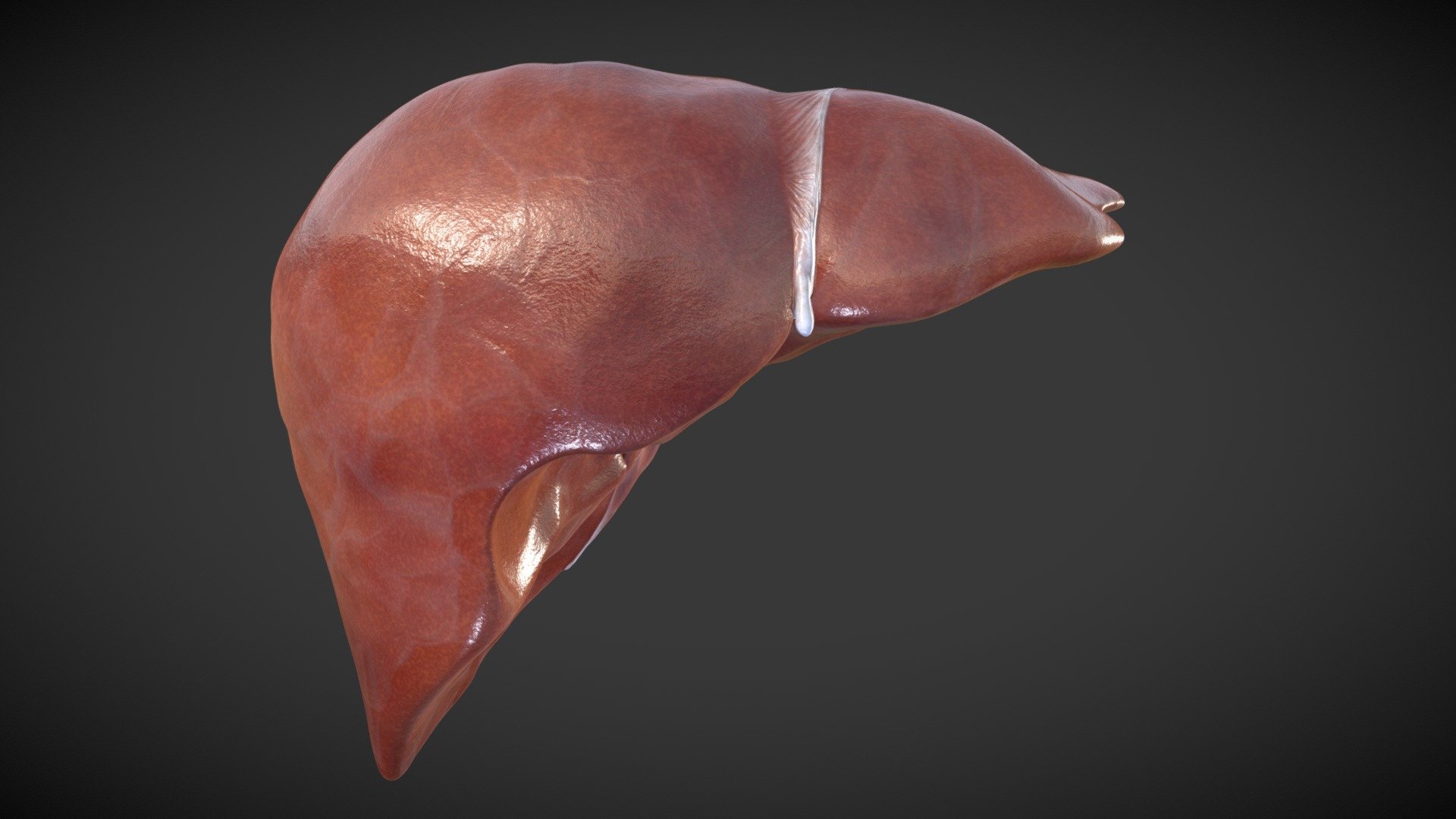 Liver Model - 3D model by Elayna Miller (@anyale) [31d2676] - Sketchfab