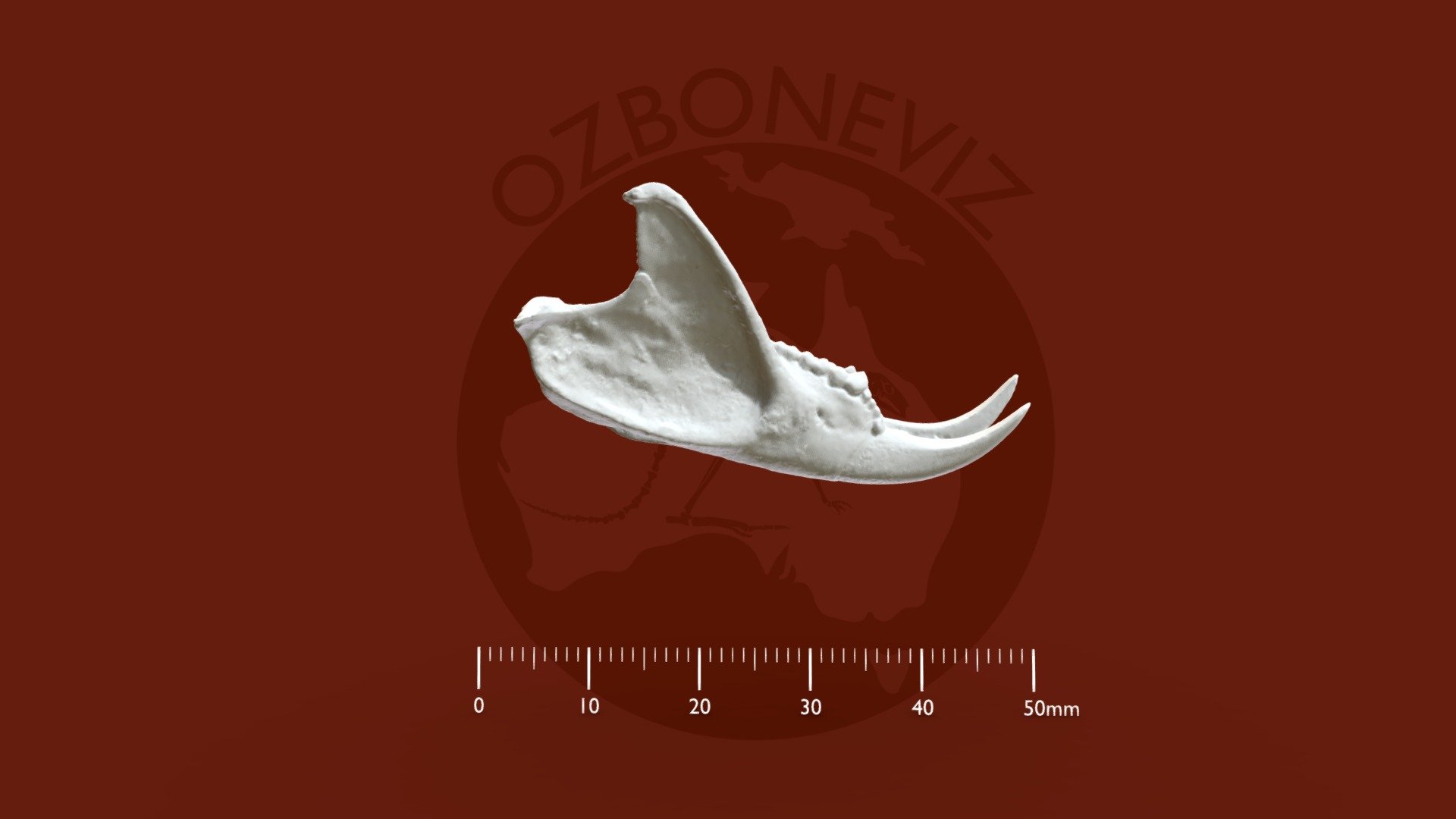Long-fingered triok - 3D model by Ozboneviz [31d6b78] - Sketchfab