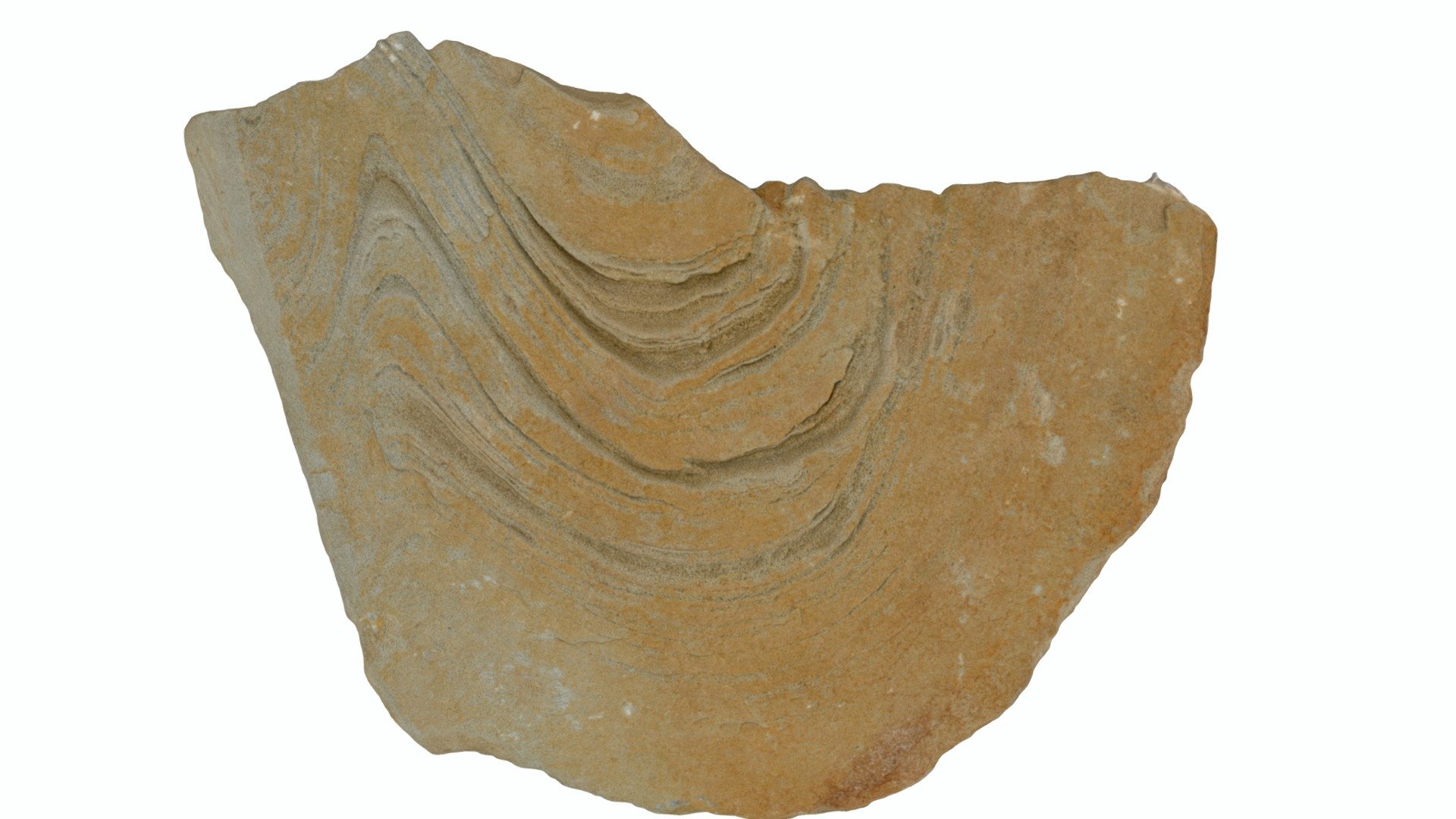 Convolute - Download Free 3D model by Ecole Nationale Supérieure de ...