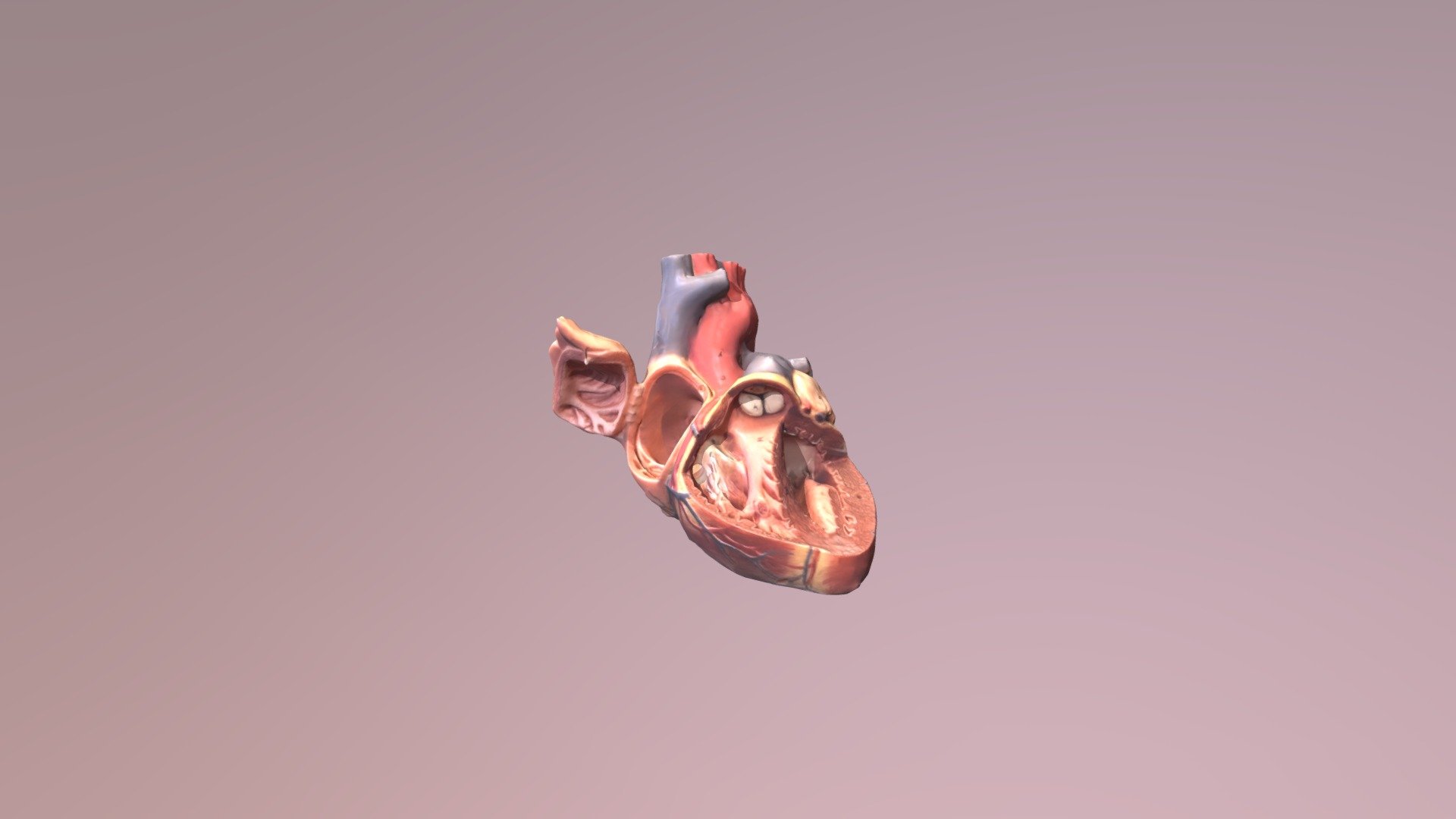 Heart V2-20190325T141822Z-001 - 3D model by jm920 [31d70e1] - Sketchfab