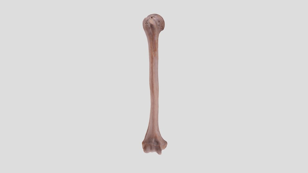 Upper Limb 3D - A 3D model collection by anatomydecoded - Sketchfab