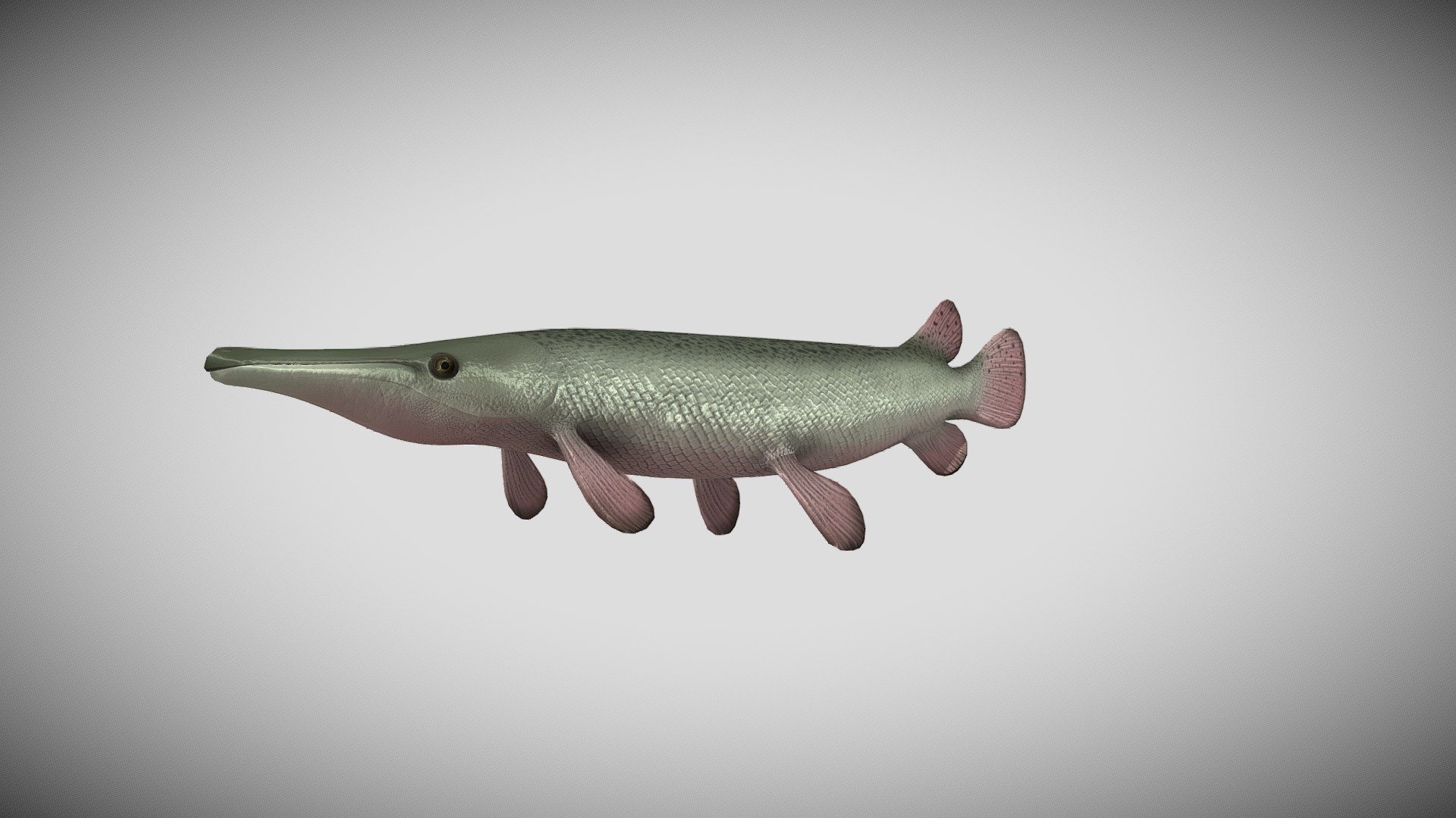 Alligator Gar - Download Free 3D model by Jay_Tano [31d8680] - Sketchfab