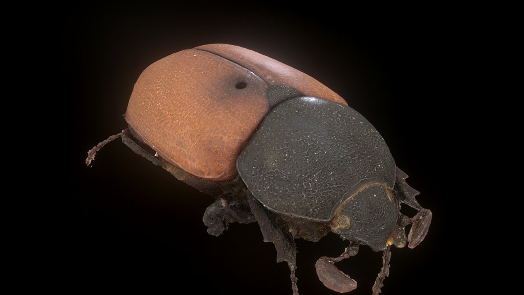Zoosphere - A 3D model collection by Thomas Flynn (@nebulousflynn ...