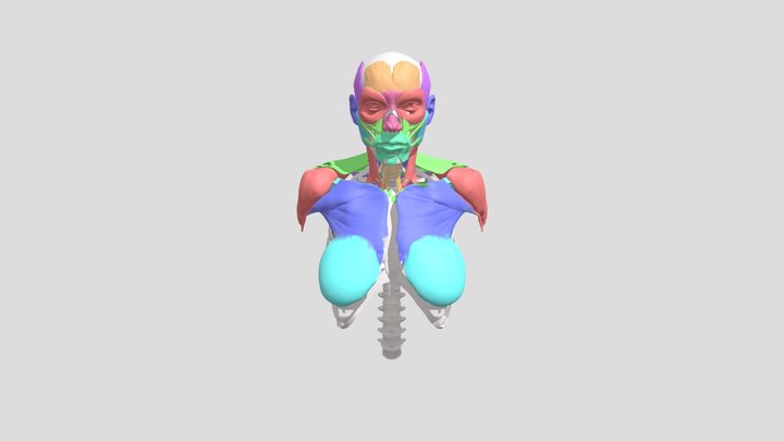 Muscles 3D models - Sketchfab