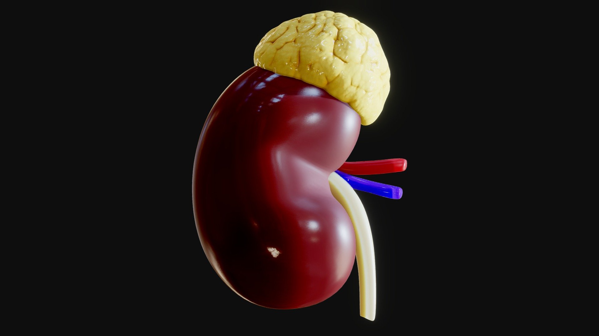 Kidney Anatomy - Buy Royalty Free 3D model by zames1992 [31ffe1f] - Sketchfab Store