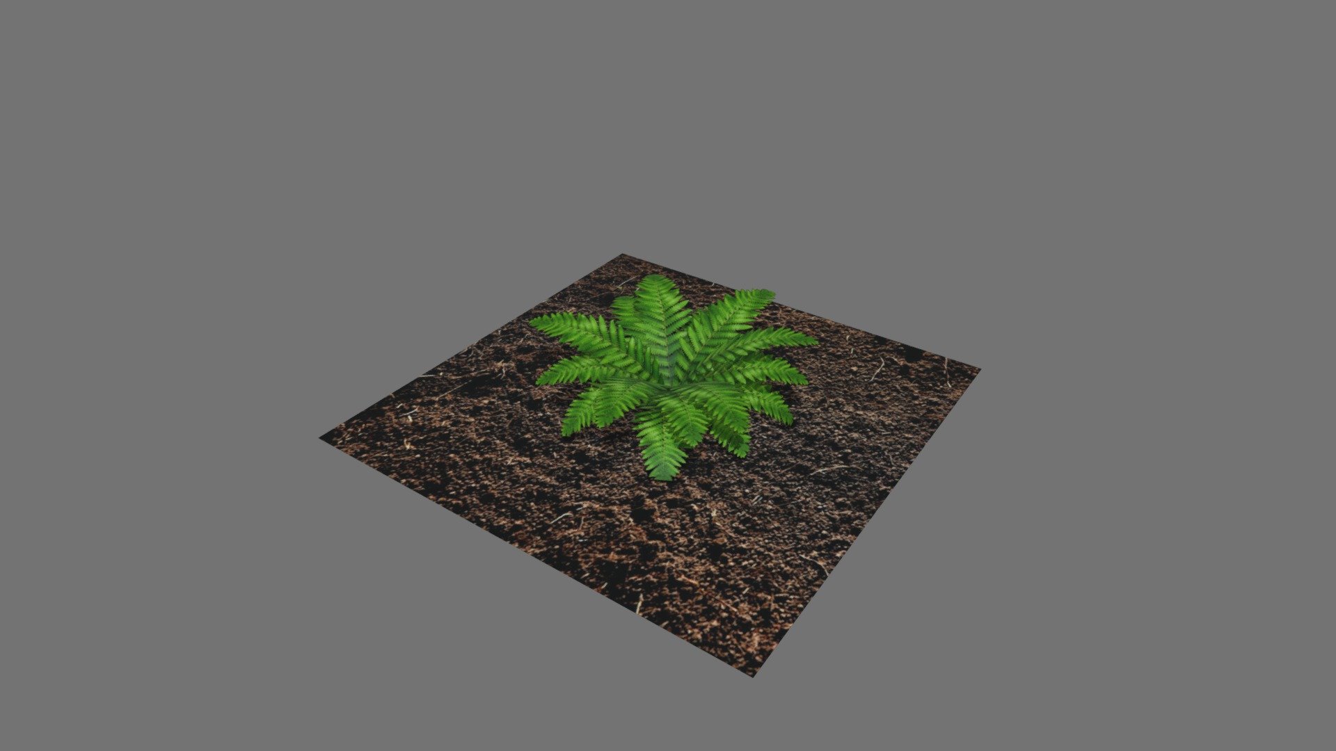 Fern_01 - 3D model by Broodcoorens_Jolien [32019ec] - Sketchfab