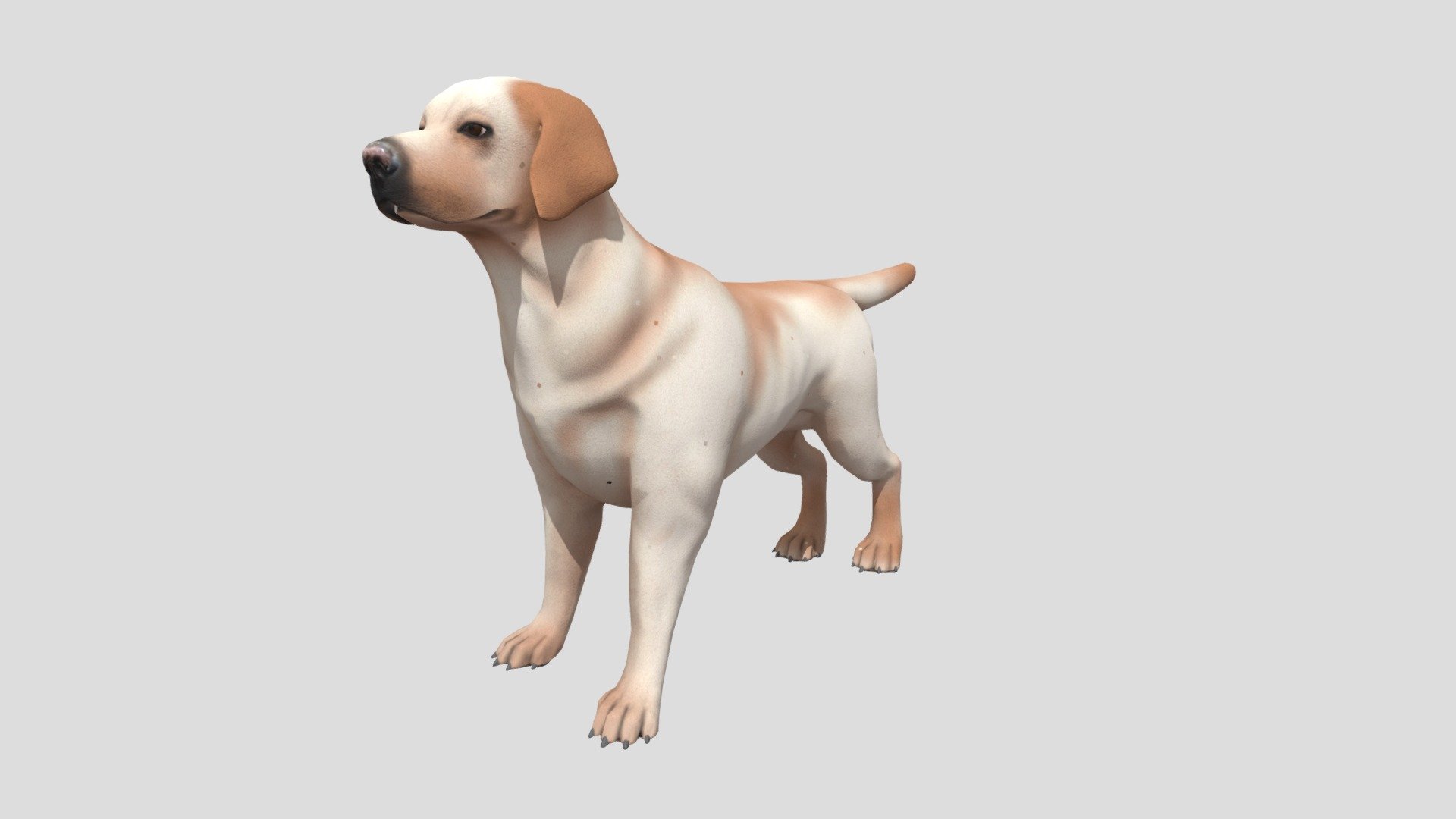 Dog - Download Free 3D model by LastDies [3207e24] - Sketchfab